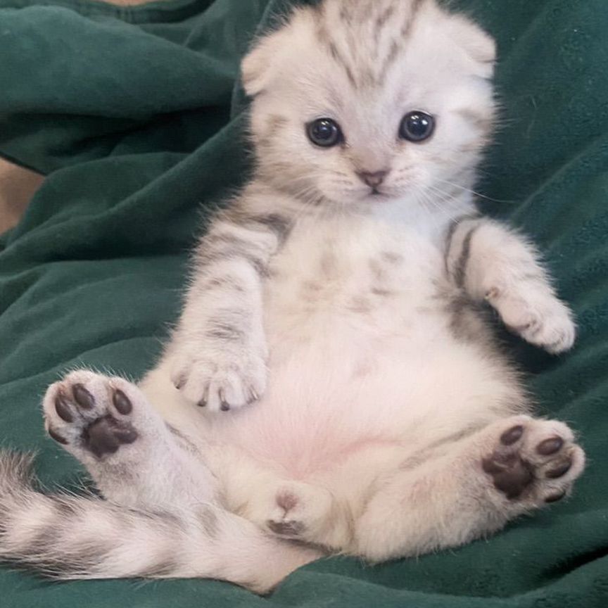Шотландский вислоухий котенок