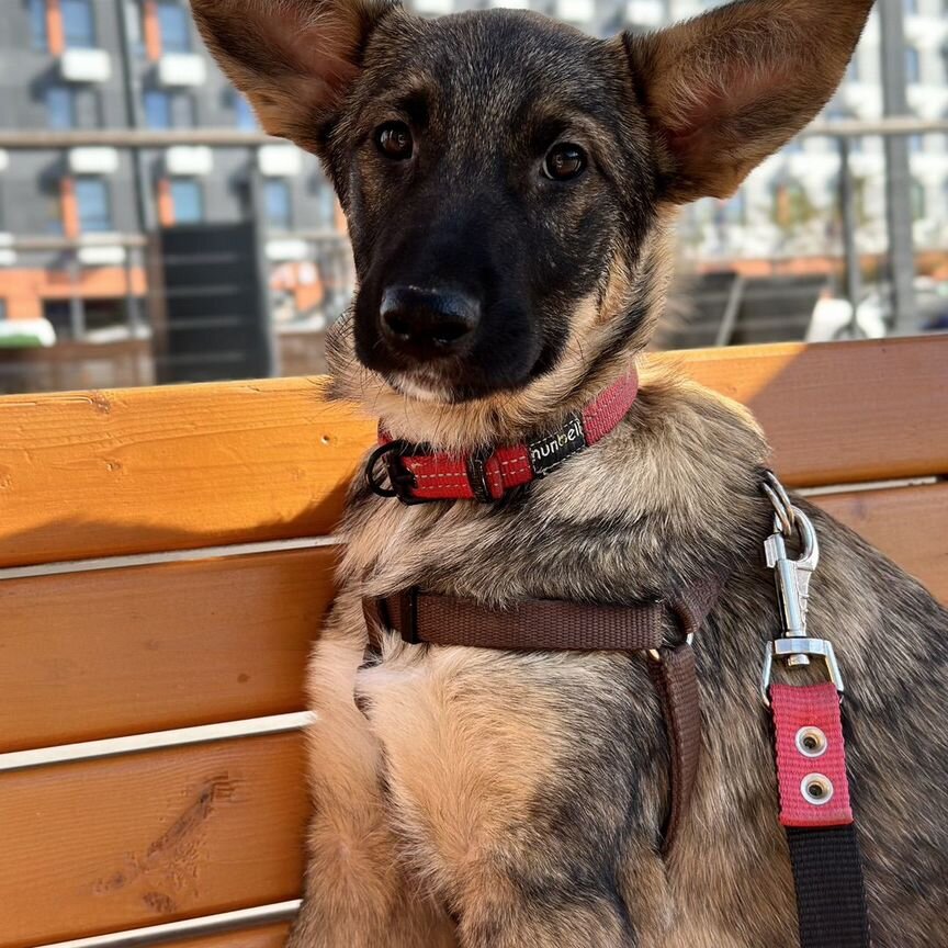 Собака в добрые руки бесплатно