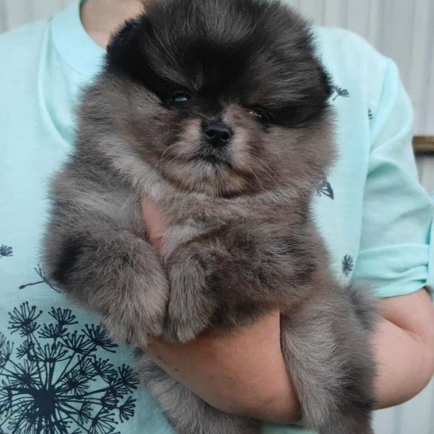 Цветная девочка с документами