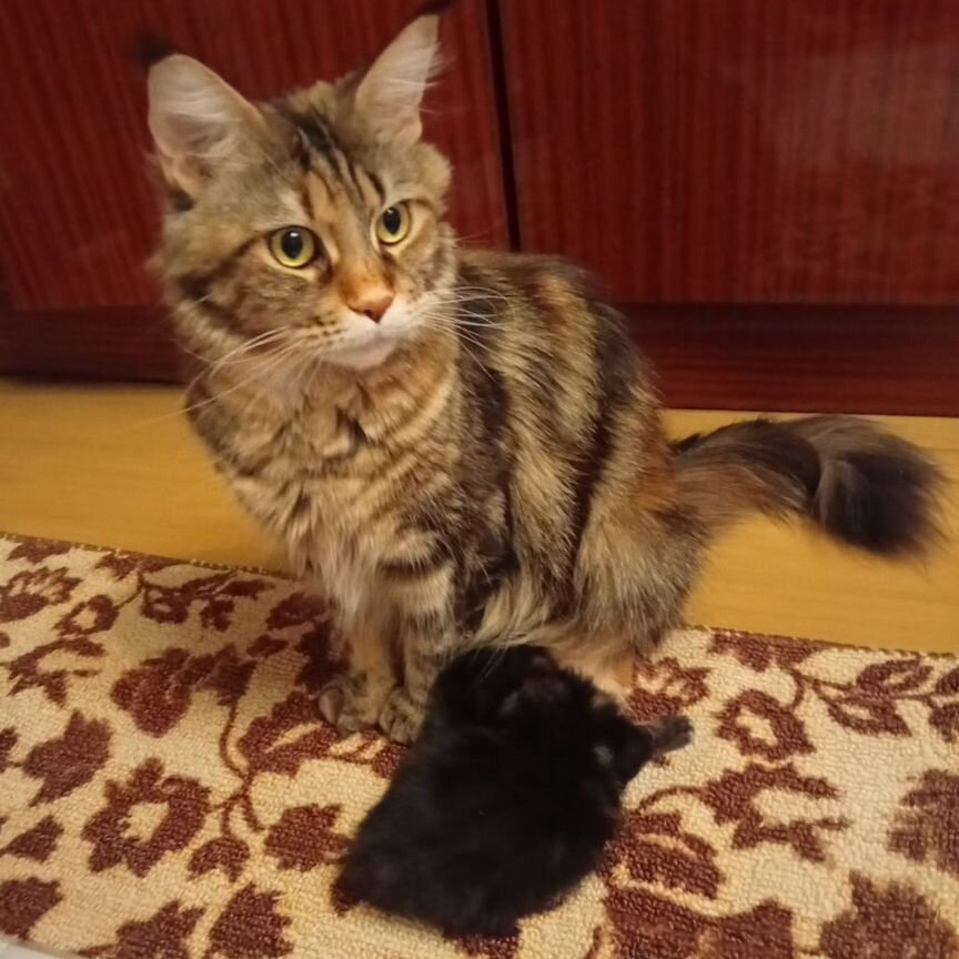 Мейн-кун котёнок