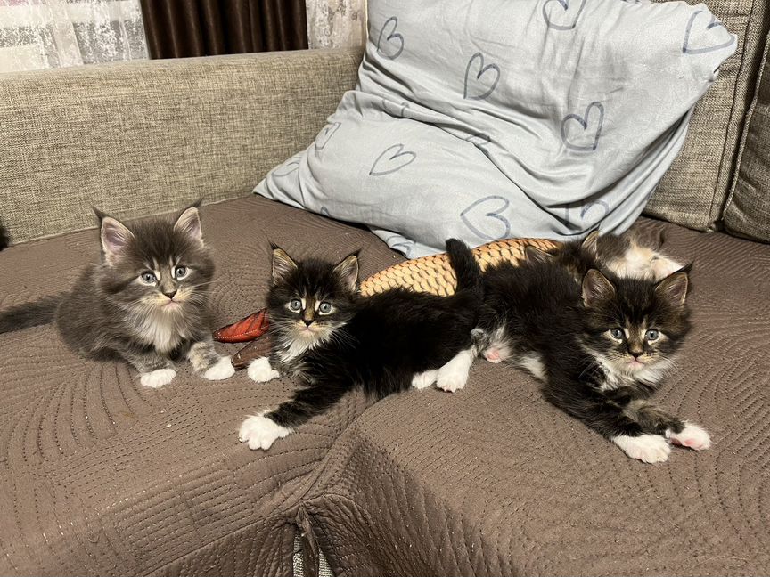 Котята мейн-кун