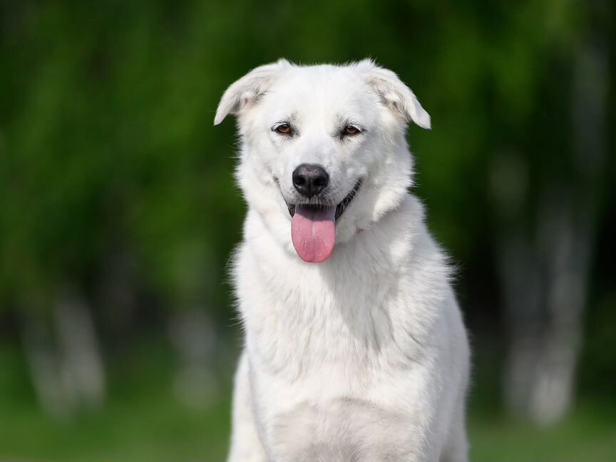 Собака в добрые руки