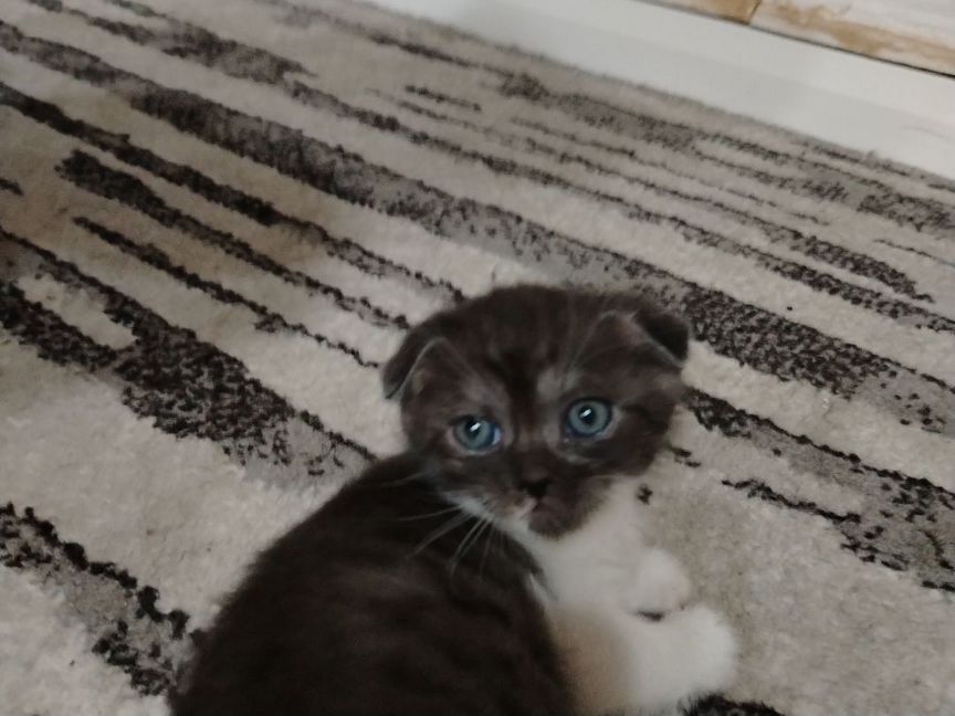 Котята шотландские
