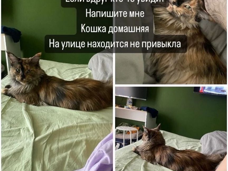 Потерялась кошка Мейн кун Дыбенко 34 к1
