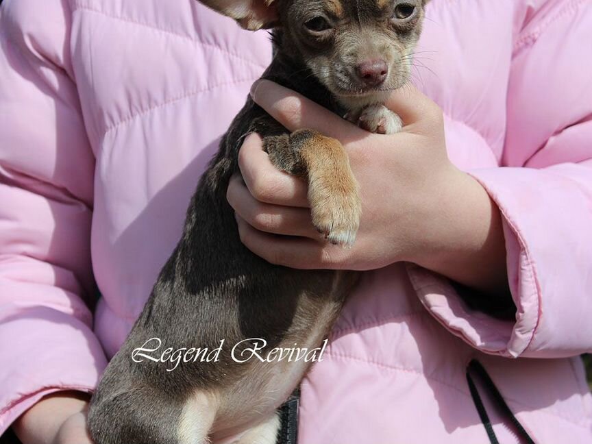 Малышка чихуахуа