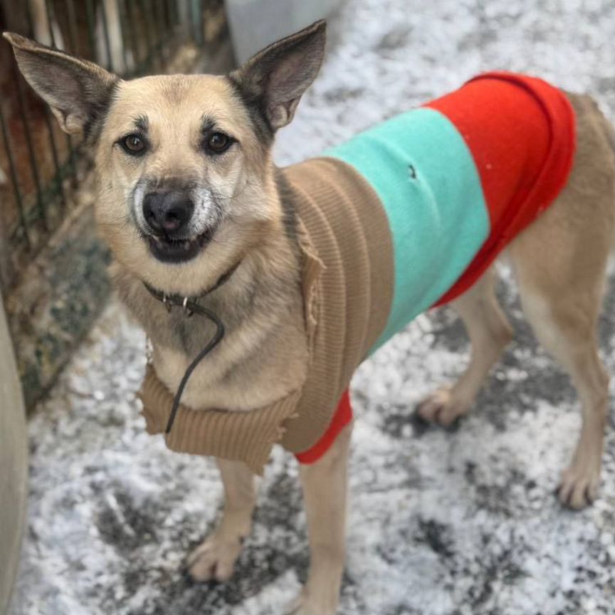 Взрослая собака в добрые руки