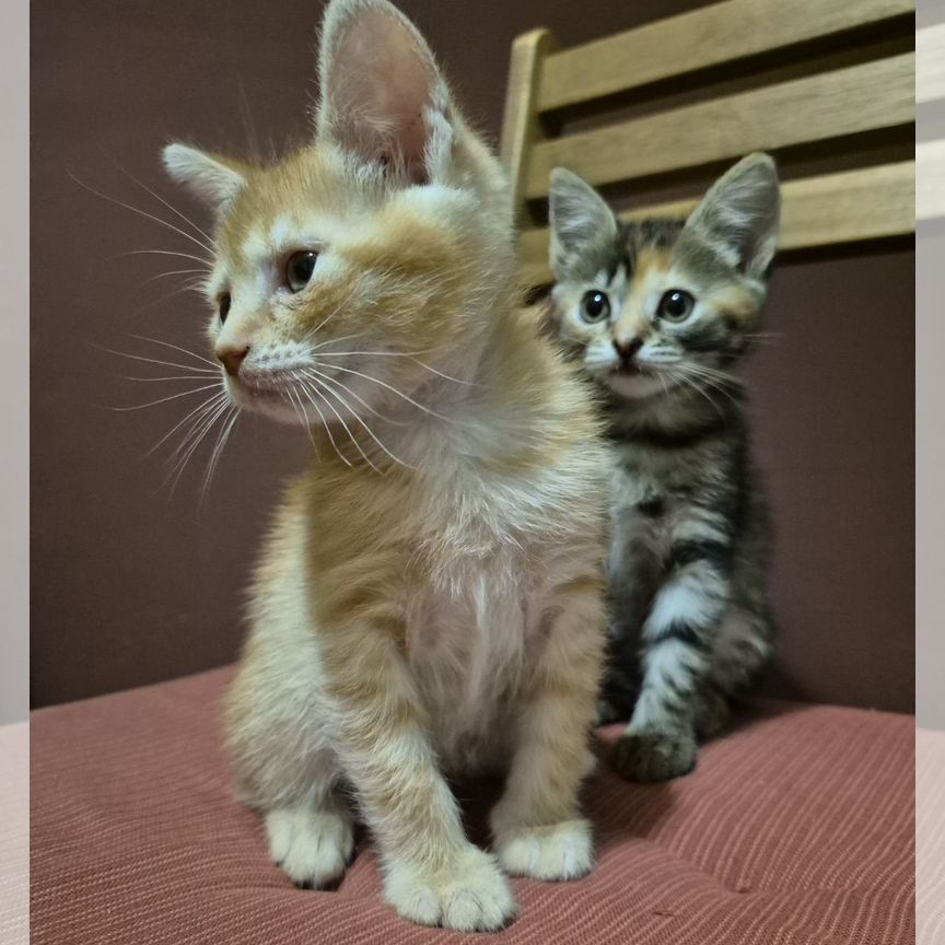 Котята