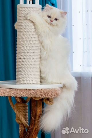 Британская королева