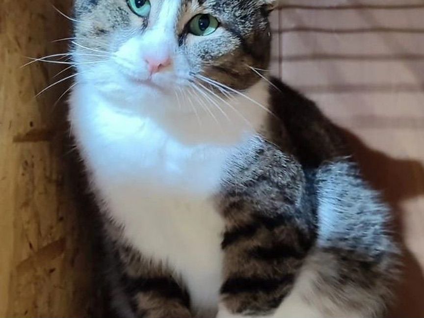 Котик бездомыш