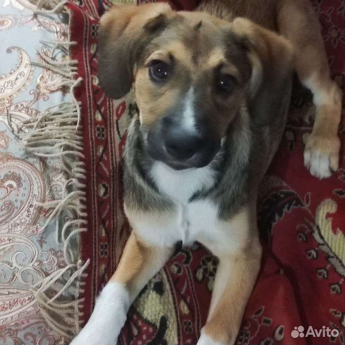 Потерялся щенок кисловодск