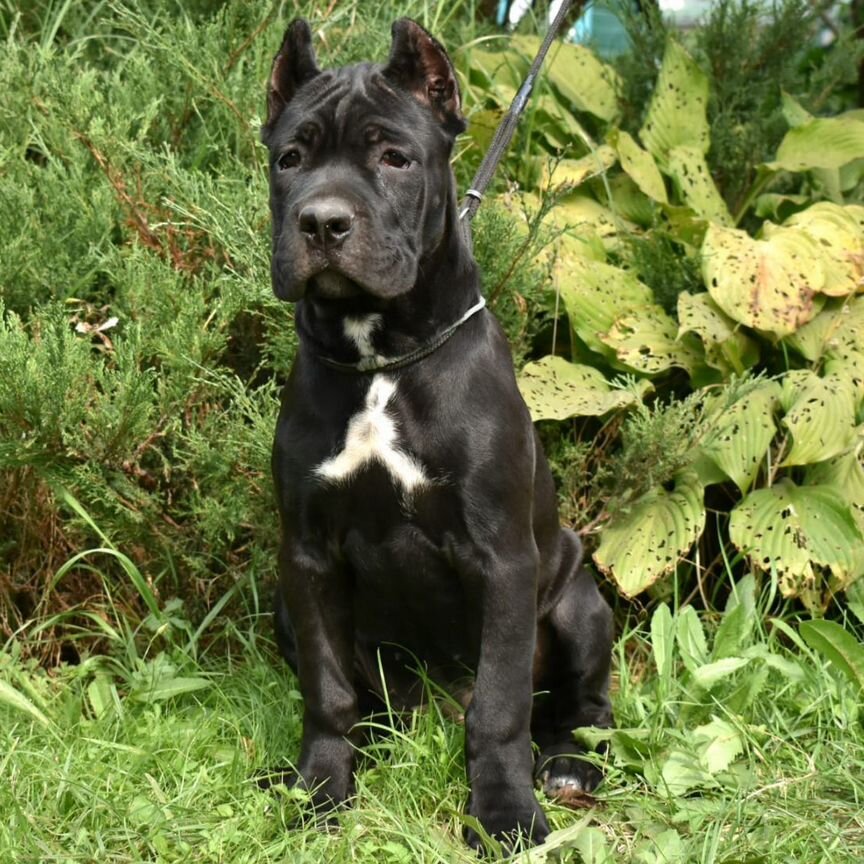 Щенки кане корсо