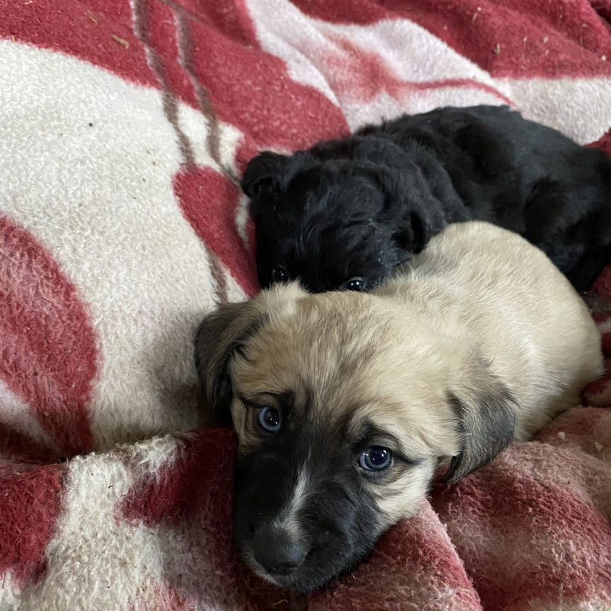 Кутята в добрые руки бесплатно