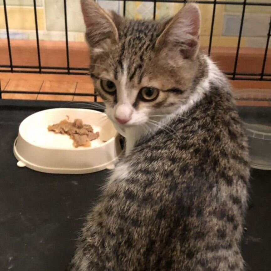 Котеночек 2,5-3 месяца