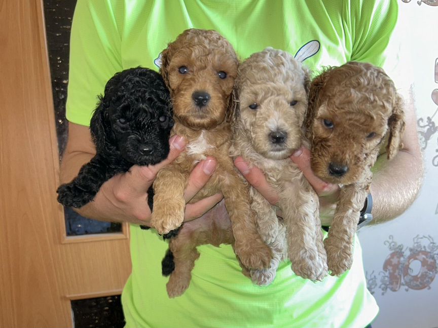 Миниатюрный пудель щенки