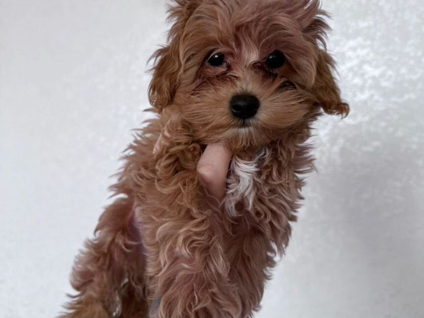 Щенки Мальтипу