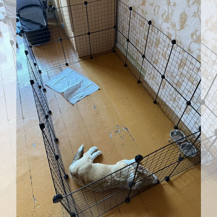 Вольер для собак в квартиру