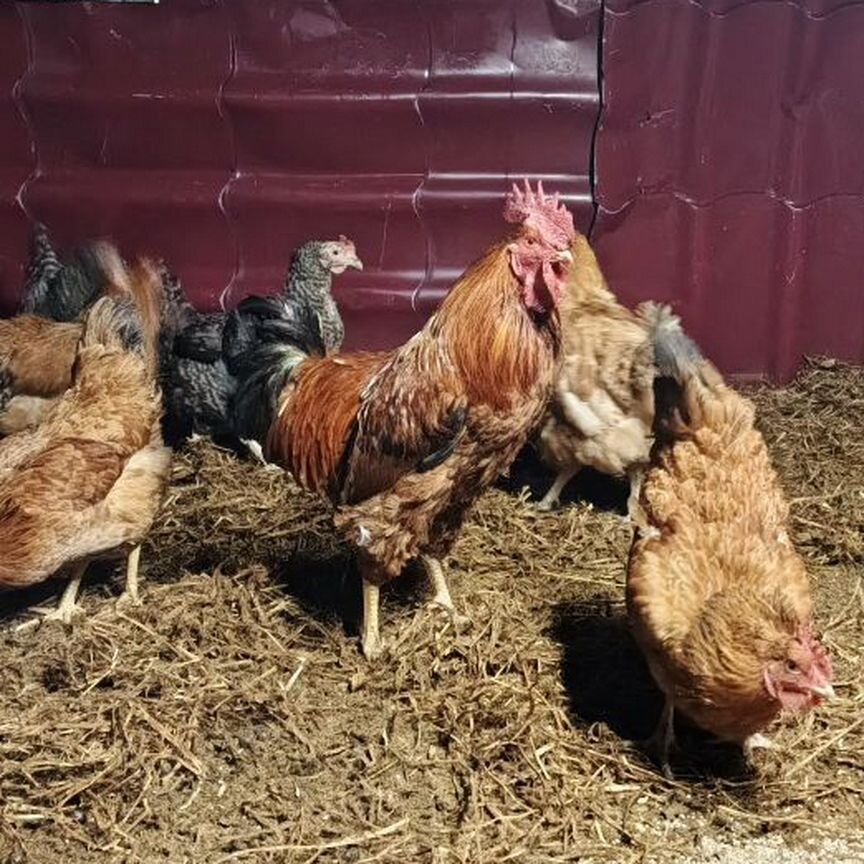 Петух кучинский