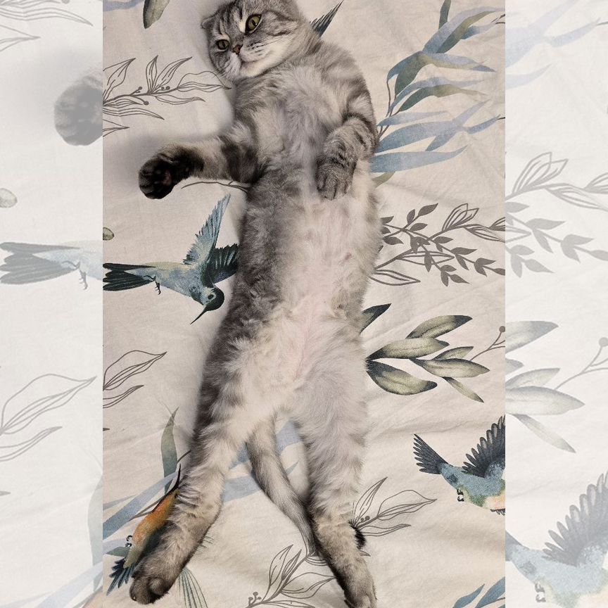 Шотландская вислоухая длинношёрстная, взрослая кошка