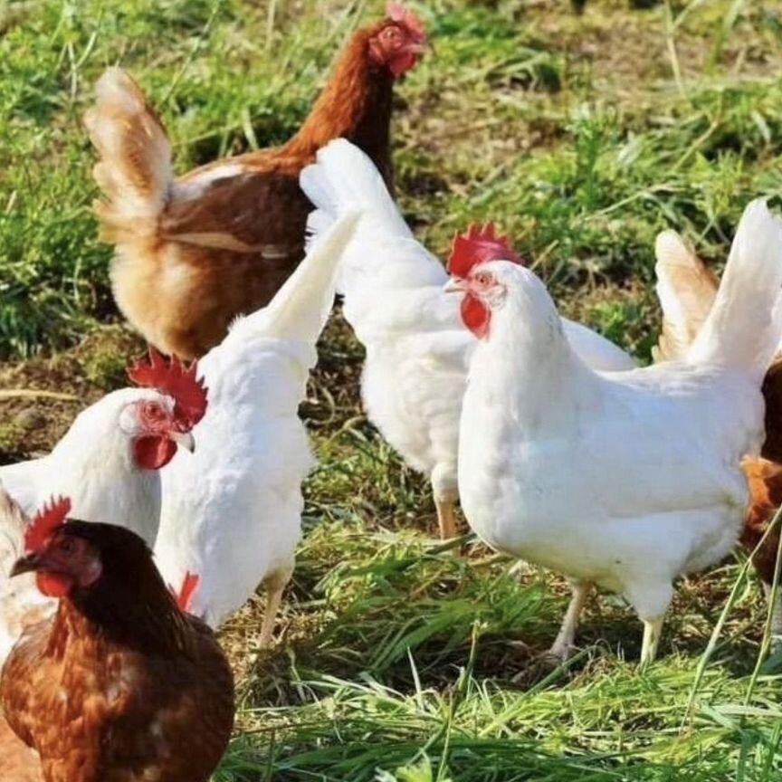 Куры несушки