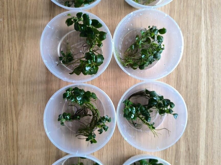 Обмен анубиас нана, криптокорина, декор