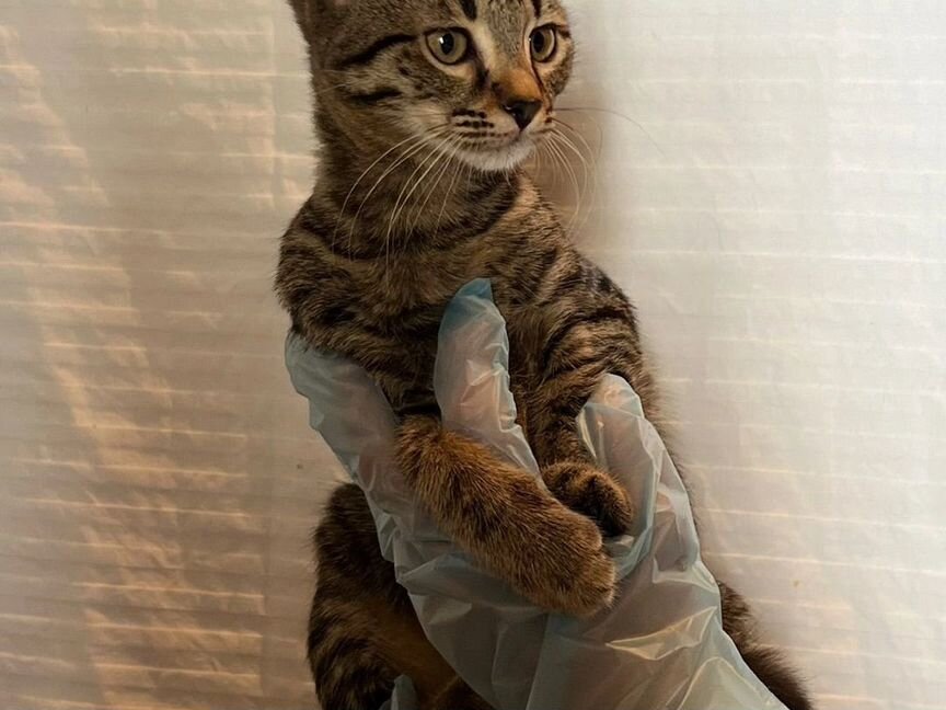 Кошечка Мышка ищет свой дом