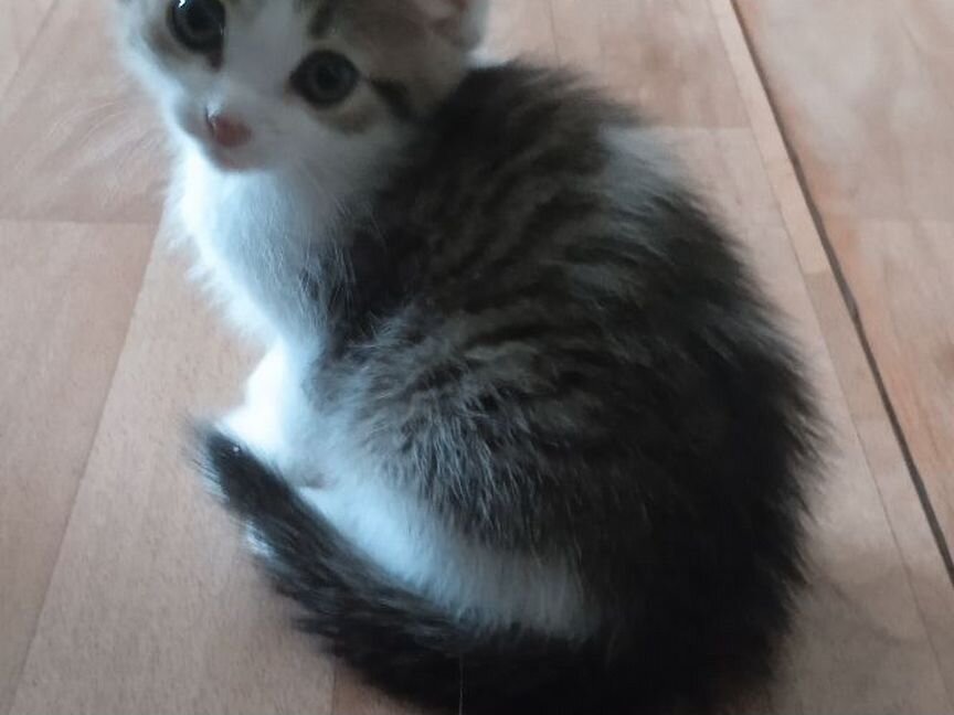 Сибирские котята