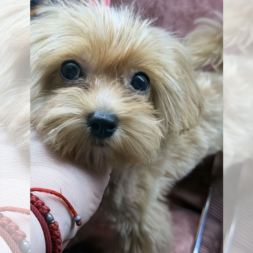 Мальтипу, щенок