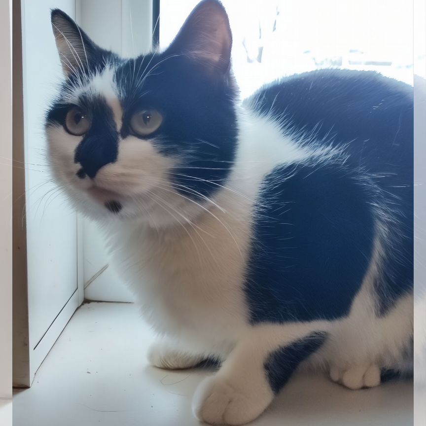 Взрослая, Девочка кошка в добрые руки