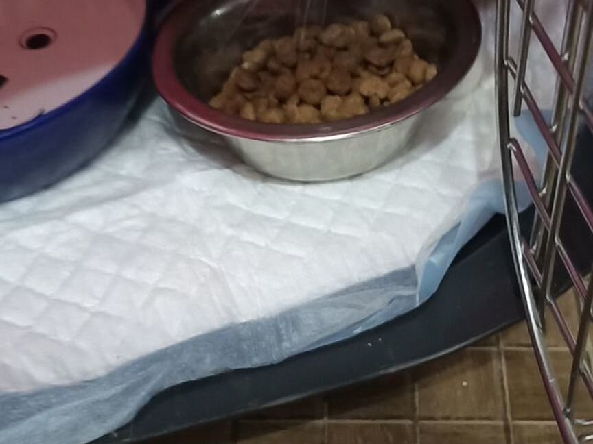 Отдам в добрые руки кошку