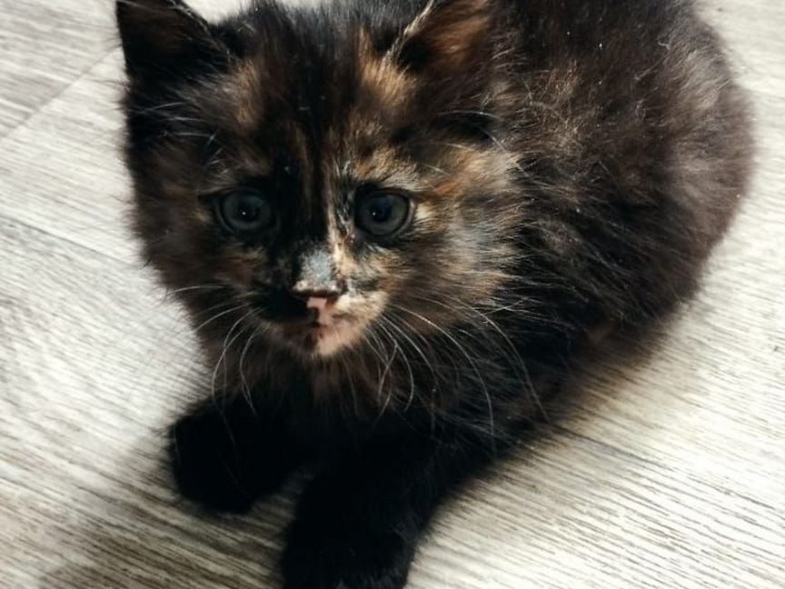 Котята
