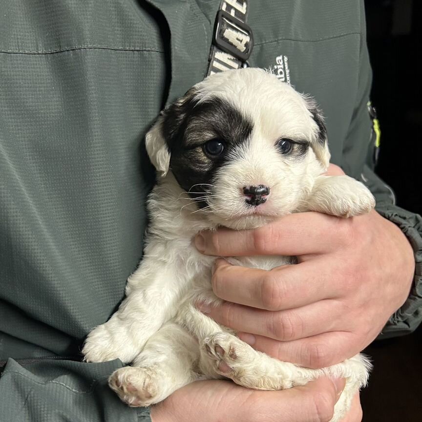 Щенок в добрые руки