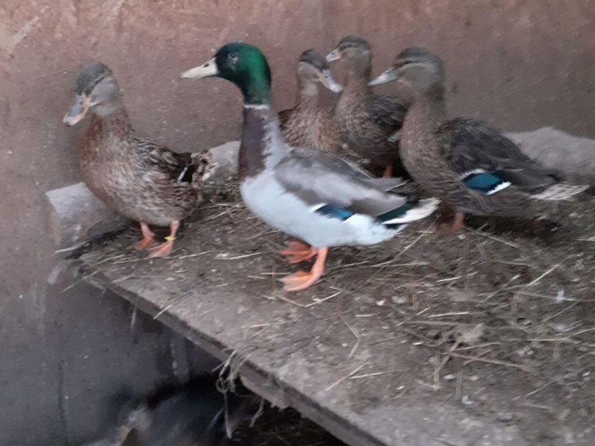 Утки подсадные для охоты