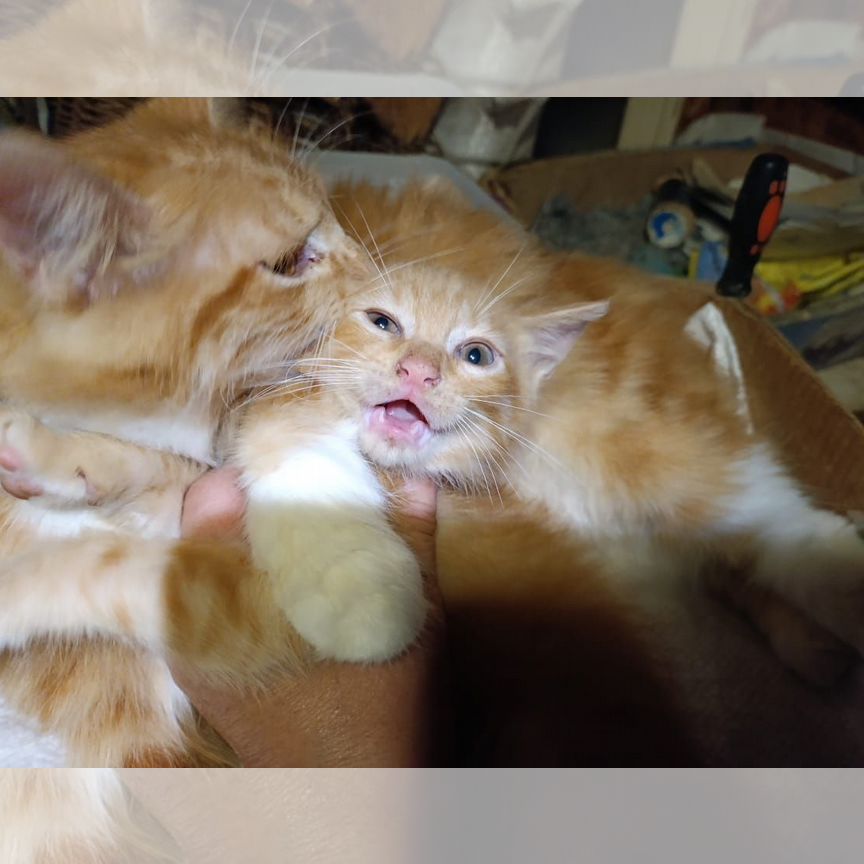 Котята в добрые руки бесплатно мальчик и девочка
