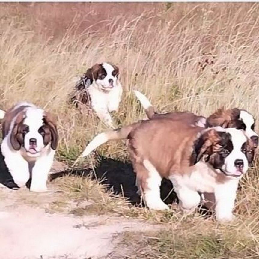 Рыжие медвежатки сенбернара