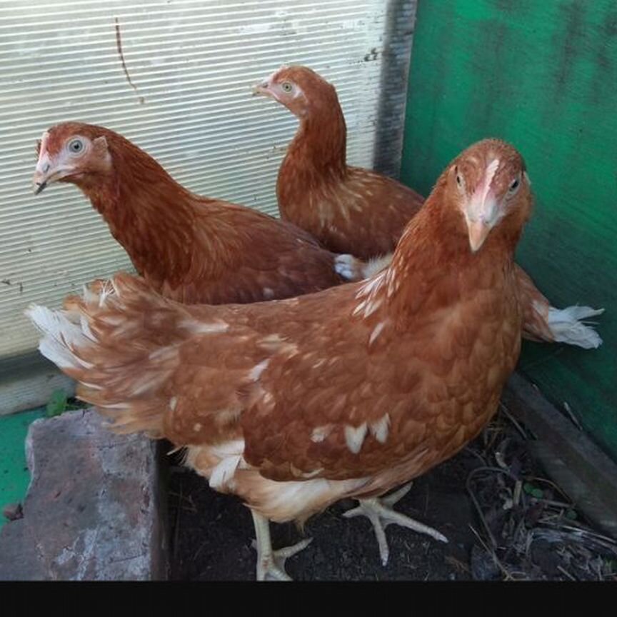 Курочки молодки несушки и петухи