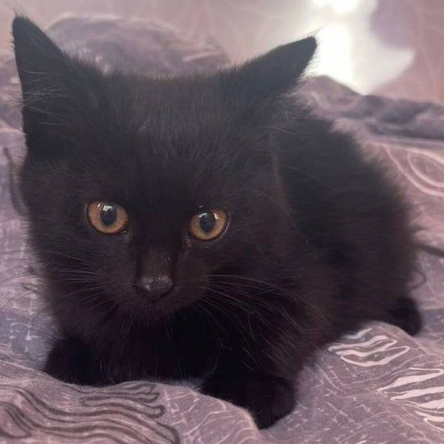 Британский короткошёрстный котёнок