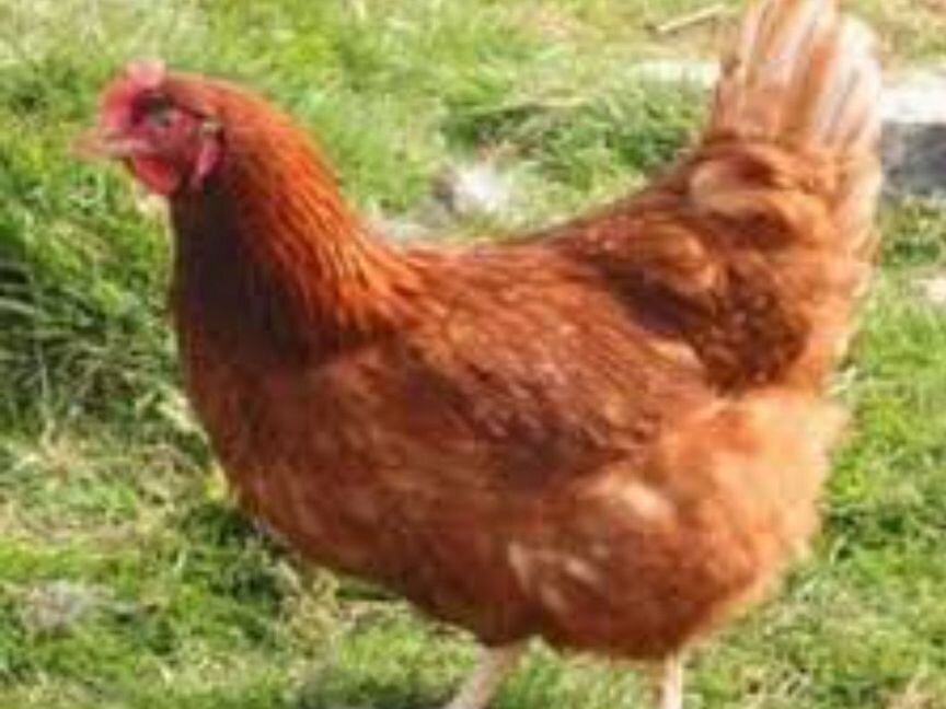 Куры несушки продам, бронь до вечера