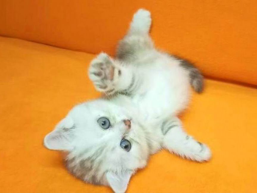 Британский котенок девочка