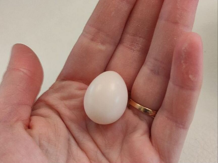 Яйцо попугая кореллы