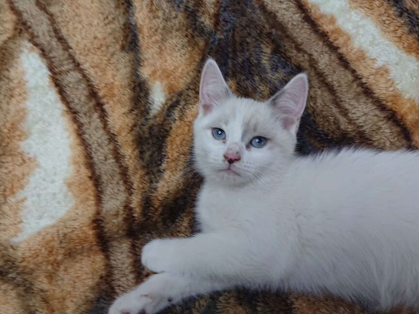 Кошки