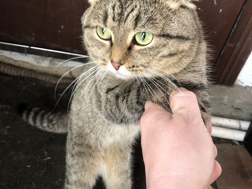 Кот в самые добрые руки