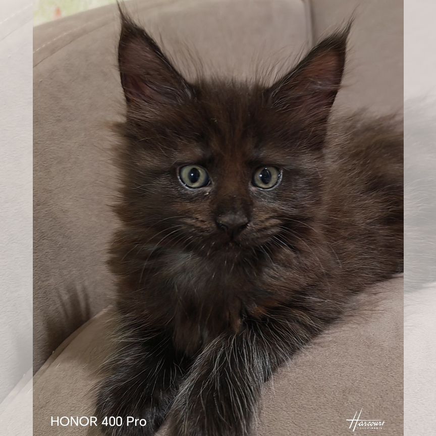 Мейн-кун котёнок