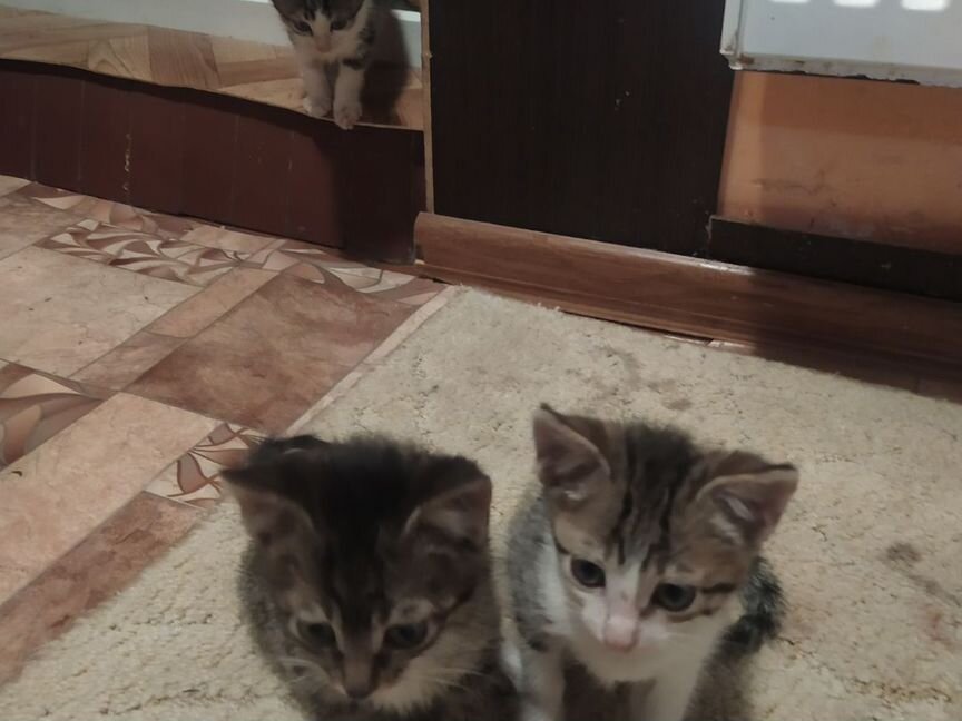 Котята,кошки и котик