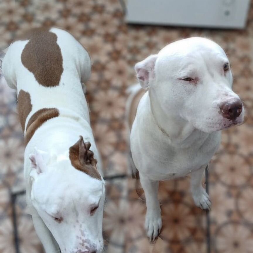 Отдам в добрые руки питбуля