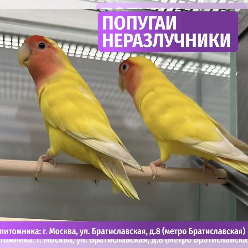 Попугай Неразлучник