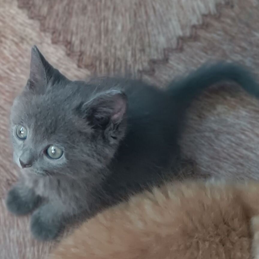 Сибирский котёнок