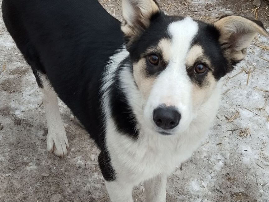 Собака в добрые руки щенок