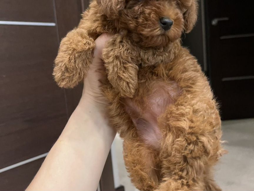 Тедди пудель китай