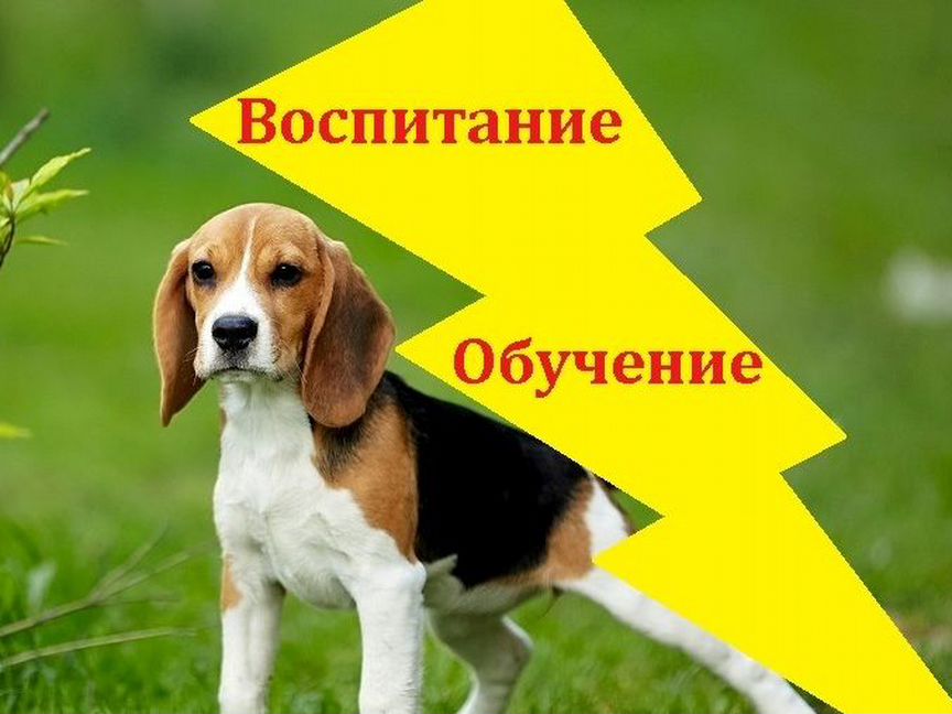 Дpeccиpoвкa щенка Бигля