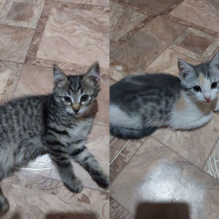 Котята (кошечка, котик) в добрые руки
